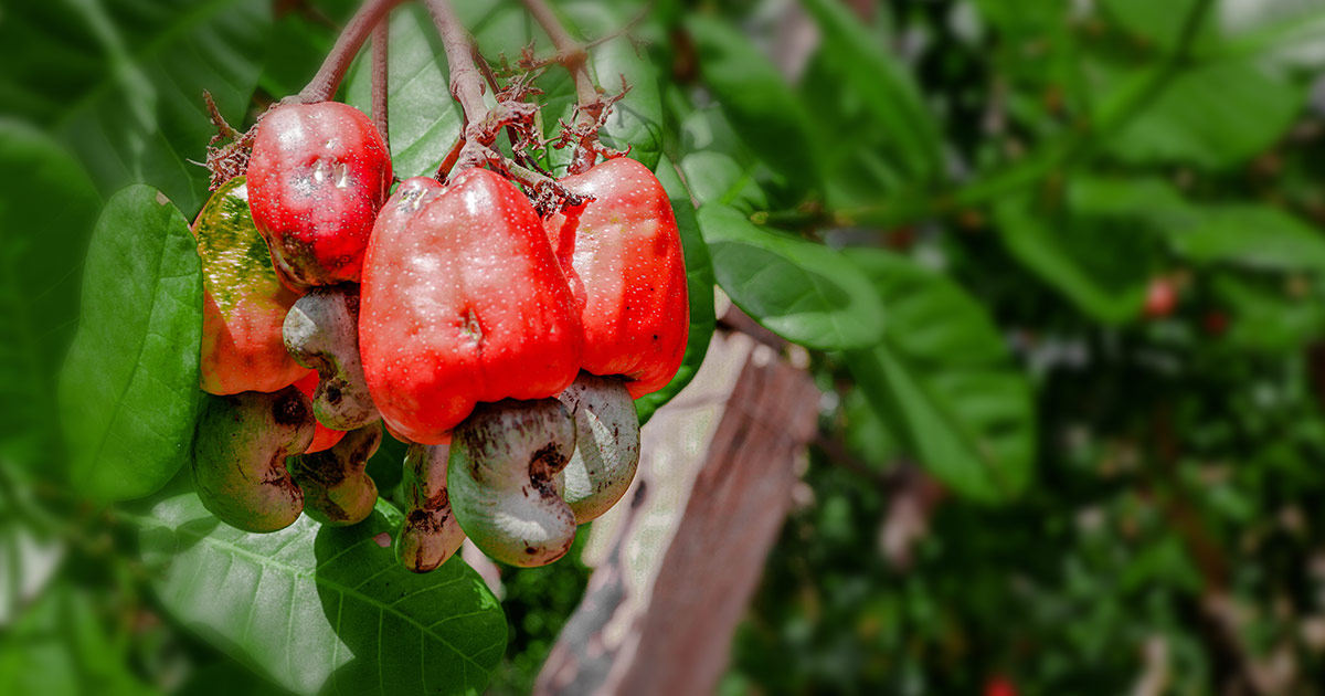 Organic Coconut, Fruit and Cashew Product Exporter | Target Agriculture