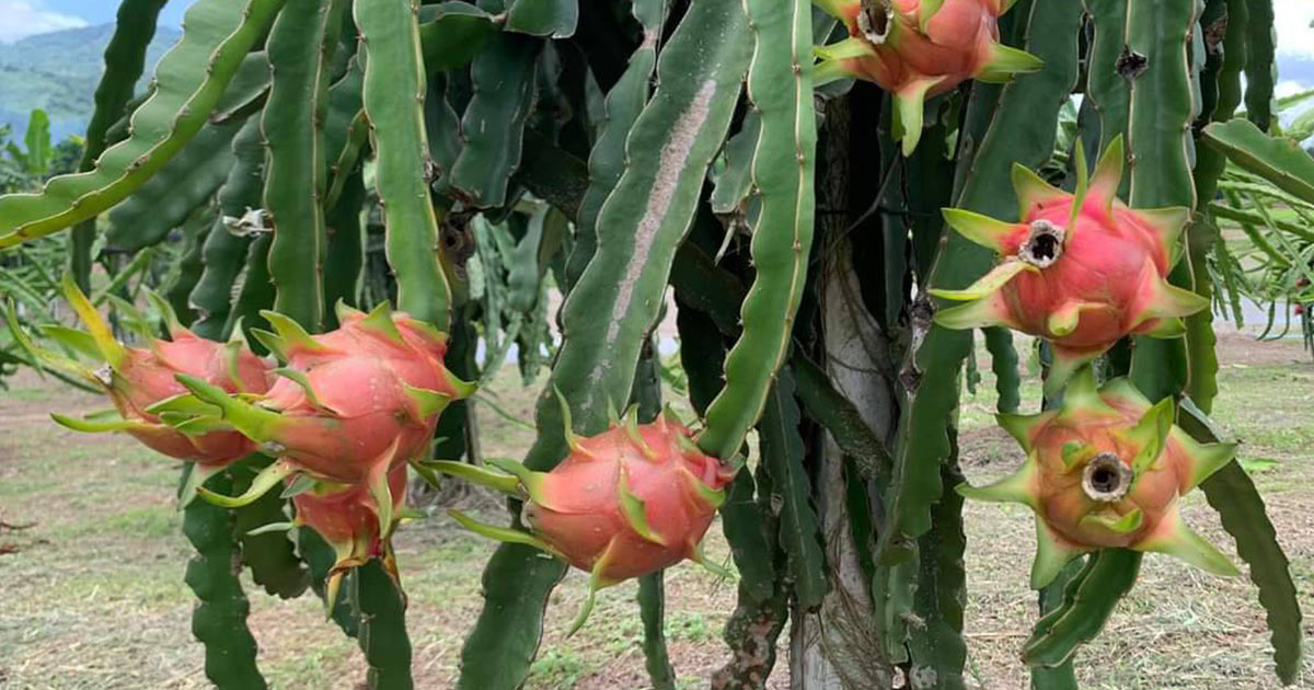 Organic Tropical Fruits Supplier | Target Agriculture